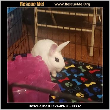 - Illinois Rabbit Rescue - ADOPTIONS - Rescue Me!