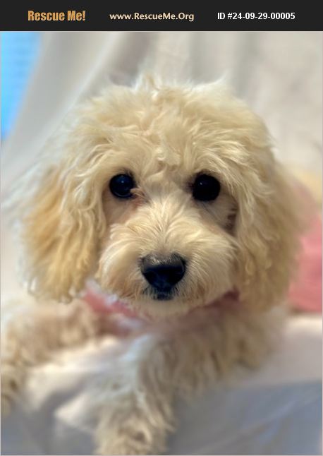 ADOPT 24092900005 ~ Cockapoo Rescue ~ Los Angeles, CA