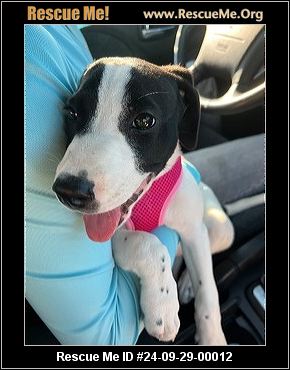 - Georgia Border Collie Rescue - ADOPTIONS - Rescue Me!