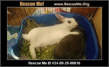 - California Rabbit Rescue - ADOPTIONS - Rescue Me!