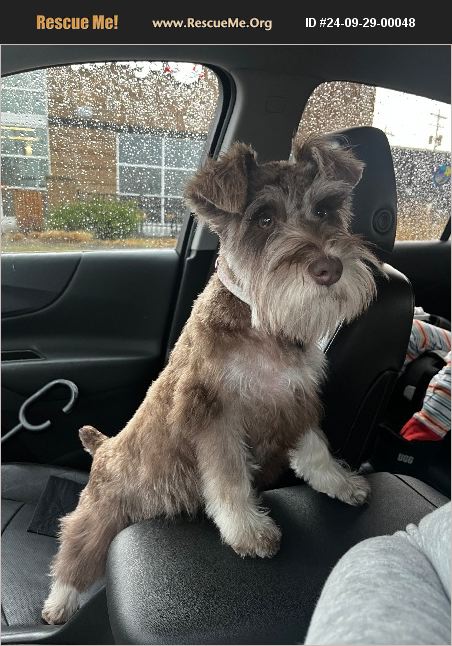 ADOPT 24092900048 ~ Schnauzer Rescue ~ Shaker Heights, OH