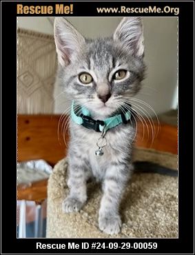 - Virginia Cat Rescue - ADOPTIONS - Rescue Me!