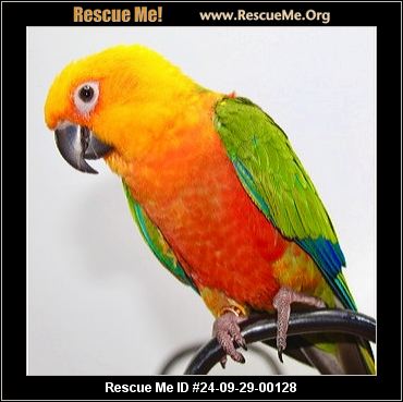 - Pennsylvania Pet Bird Rescue - ADOPTIONS - Rescue Me!