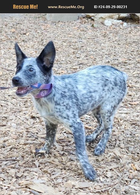 ADOPT 24092900231 ~ Australian Cattle Dog Rescue ~ Paso Robles, CA