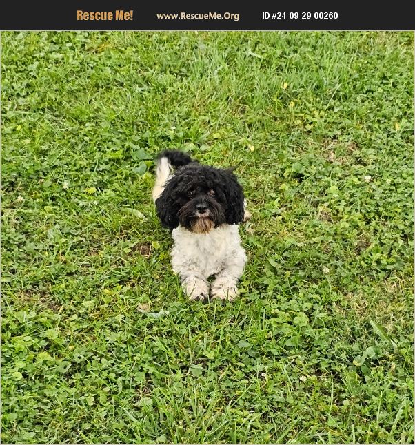 ADOPT 24092900260 ~ Cockapoo Rescue ~ Denver, IN