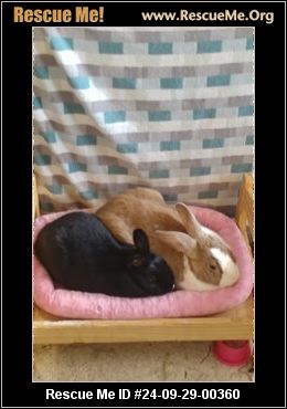 - California Rabbit Rescue - ADOPTIONS - Rescue Me!