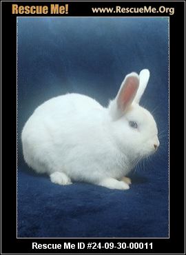 - California Rabbit Rescue - ADOPTIONS - Rescue Me!