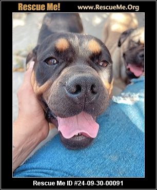 - California American Bulldog Rescue - ADOPTIONS - Rescue Me!