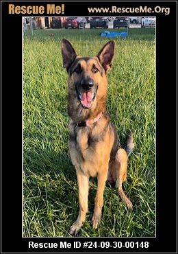 - Texas German Shepherd Rescue - ADOPTIONS - Rescue Me!