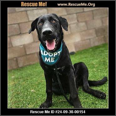 - Colorado Dog Rescue - ADOPTIONS - Rescue Me!