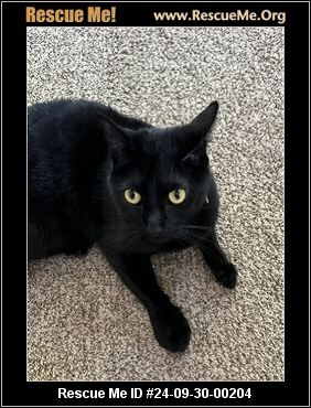 - Washington Cat Rescue - ADOPTIONS - Rescue Me!