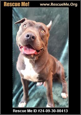 - California Pit Bull Rescue - ADOPTIONS - Rescue Me!
