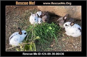 - Maryland Rabbit Rescue - ADOPTIONS - Rescue Me!