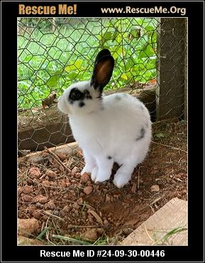 - Maryland Rabbit Rescue - ADOPTIONS - Rescue Me!
