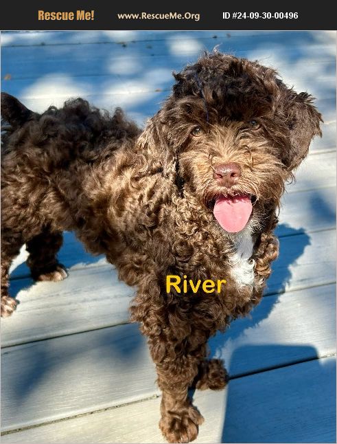 ADOPT 24093000496 ~ Cockapoo Rescue ~ Union Grove, WI