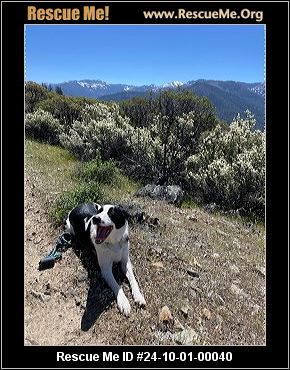 - Oregon Australian Shepherd Rescue - ADOPTIONS - Rescue Me!