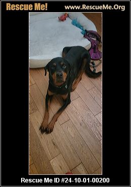 - Texas Rottweiler Rescue - ADOPTIONS - Rescue Me!