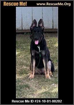 - Indiana German Shepherd Rescue - ADOPTIONS - Rescue Me!
