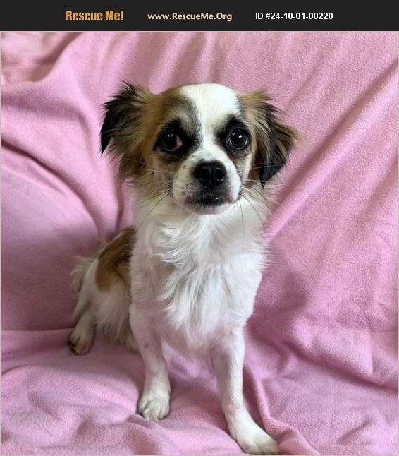 ADOPT 24100100220 ~ Chihuahua Rescue ~ Howell, NJ