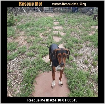 - New Mexico Dog Rescue - ADOPTIONS - Rescue Me!
