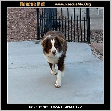 - Nevada Dog Rescue - ADOPTIONS - Rescue Me!
