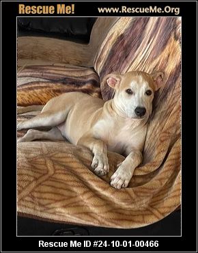 - Minnesota Dog Rescue - ADOPTIONS - Rescue Me!