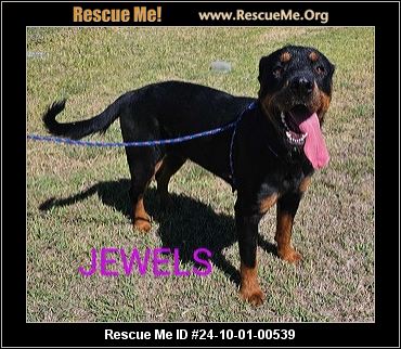 - Texas Rottweiler Rescue - ADOPTIONS - Rescue Me!