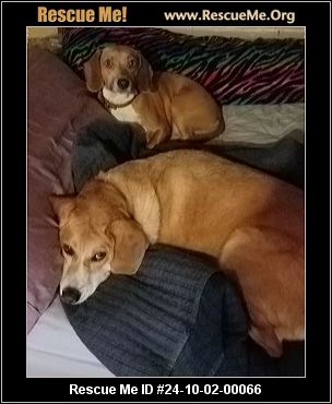 - West Virginia Dog Rescue - ADOPTIONS - Rescue Me!