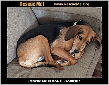 - Utah Dog Rescue - ADOPTIONS - Rescue Me!