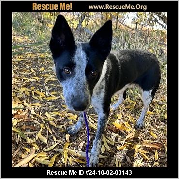 - Utah Dog Rescue - ADOPTIONS - Rescue Me!