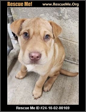 - Pennsylvania Dog Rescue - ADOPTIONS - Rescue Me!