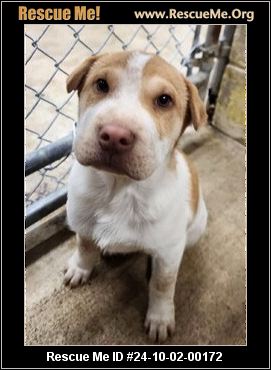 - Pennsylvania Dog Rescue - ADOPTIONS - Rescue Me!