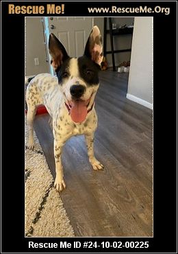 - Indiana Dog Rescue - ADOPTIONS - Rescue Me!