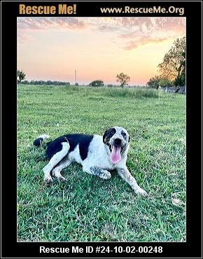 - Oklahoma Dog Rescue - ADOPTIONS - Rescue Me!