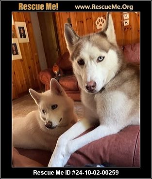 - Virginia Siberian Husky Rescue - ADOPTIONS - Rescue Me!