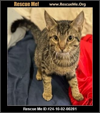 - New Jersey Cat Rescue - ADOPTIONS - Rescue Me!