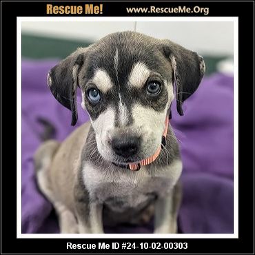 - Florida Beagle Rescue - ADOPTIONS - Rescue Me!