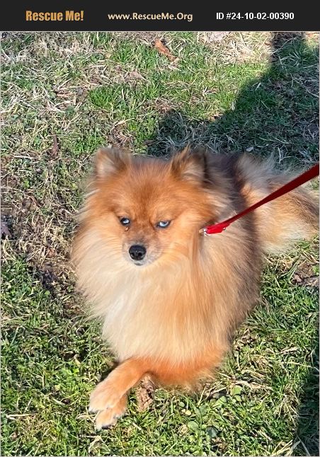 ADOPT 24100200390 ~ Pomeranian Rescue ~ Red House, WV