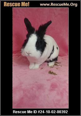- California Rabbit Rescue - ADOPTIONS - Rescue Me!
