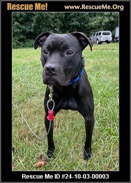 - Pennsylvania Dog Rescue - ADOPTIONS - Rescue Me!