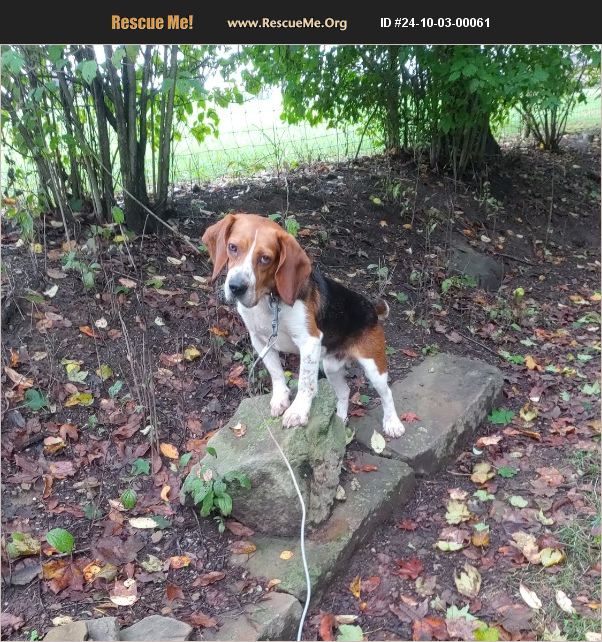 ADOPT 24100300061 ~ Beagle Rescue ~ Industry, PA