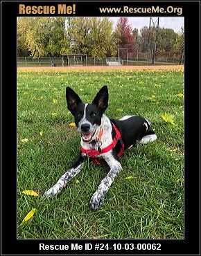 - Minnesota Dog Rescue - ADOPTIONS - Rescue Me!