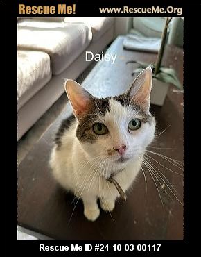 - New Jersey Cat Rescue - ADOPTIONS - Rescue Me!