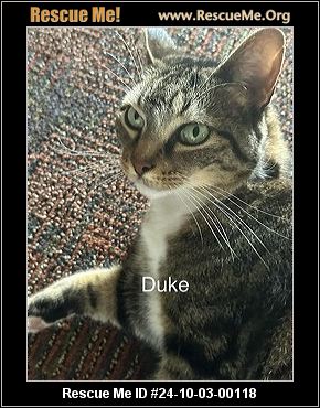 - New Jersey Cat Rescue - ADOPTIONS - Rescue Me!