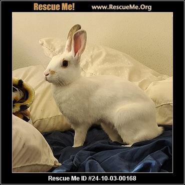 - Texas Rabbit Rescue - ADOPTIONS - Rescue Me!