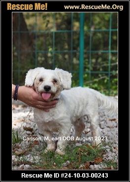 - Massachusetts Maltese Rescue - ADOPTIONS - Rescue Me!