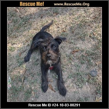 - Texas Schnauzer Rescue - ADOPTIONS - Rescue Me!
