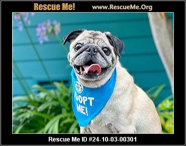 - California Pug Rescue - ADOPTIONS - Rescue Me!