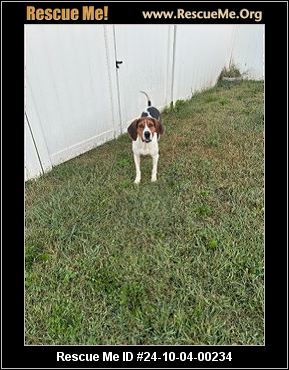 - Indiana Dog Rescue - ADOPTIONS - Rescue Me!