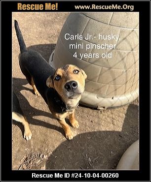 - California Miniature Pinscher Rescue - ADOPTIONS - Rescue Me!